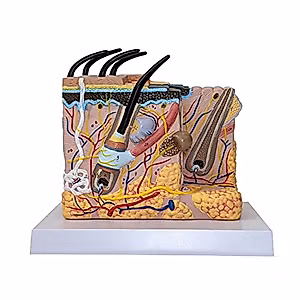 Anatomy Lab 70X Enlarged Human Skin Anatomical Model, Anatomy Model of Skin and Hair Follicles for Science Classroom Study Teaching Model