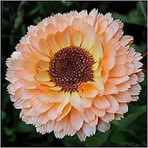 Seed Needs, 1000+ Calendula Pink Surprise Seeds (Calendula officinalis) Non-GMO Wildflowers - Butterfly and Bee Attracting! - Bulk