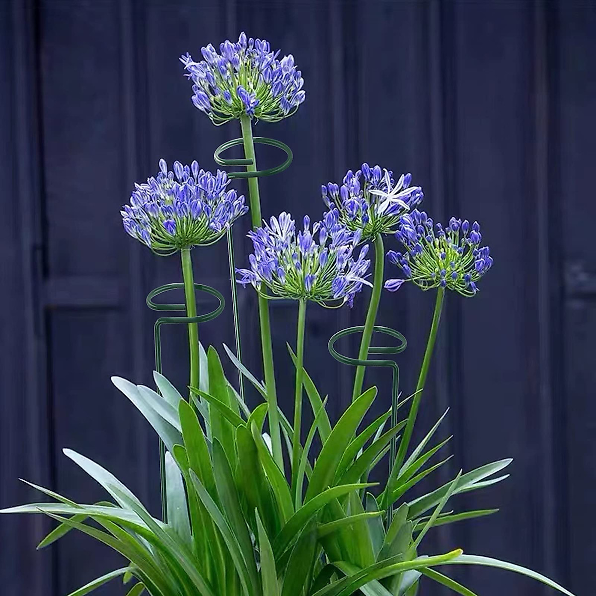 Thealyn 36 Inch 20 Packs Plant Support Stake Garden Single stemmed Plant Support Hoops Plant Prop for Flowers Orchid Tomatoes Peony Lily Rose Gladiolus (36 inch)