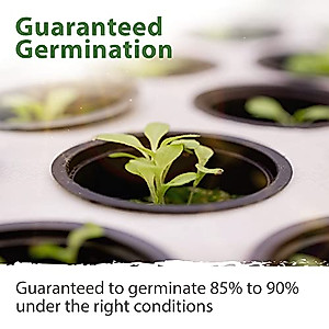 10,000+ Heirloom Lettuce Seeds for Planting Indoors - 95% Germination, Non-GMO Greens Seeds, (20 Varieties): Kale, Spinach, Butter, Oak, Romaine Bibb & More - Lettuce Seeds for Hydroponic Home Garden