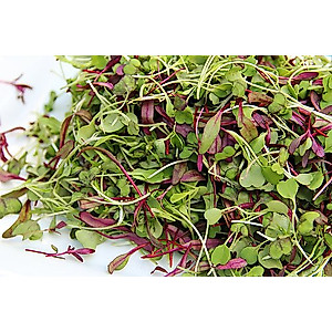 This is a Mix!!! 2000+ Seeds Microgreens Mix 40 Varieties - About 1 oz. - Superfood Seeds Heirloom Non-GMO Delicious Easy to Grow! from USA Fresh and Tested Seeds!