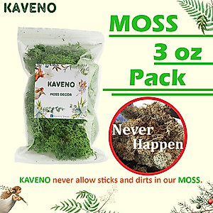 Moss Preserved, Green Moss for Fairy Gardens, Terrariums, Any Craft or Floral Project or Wedding Other Arts (Green, 3OZ)