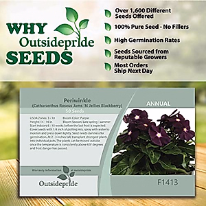 Outsidepride Periwinkle Vinca BlackBerry Garden Flowers & Ground Cover Plants - 50 Seeds
