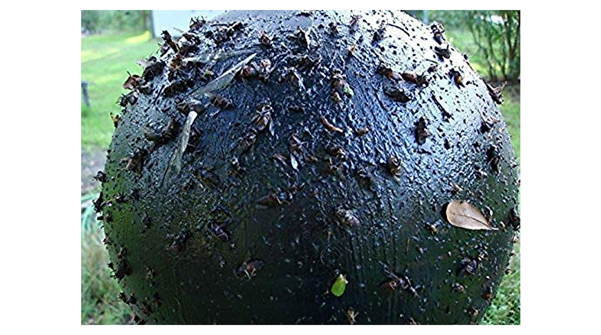 Bug Ball Replacement Ball, 3 Pack- Odorless Eco-Friendly Biting Fly and ...