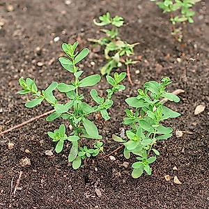 Seed Needs, St. Johns Wort Medicinal Herb Seeds for Planting (Hypericum perforatum) Single Package of 500 Seeds - Heirloom, Non-GMO & Untreated (2 Packs)