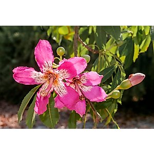 Silk-floss Tree Seeds for Planting (10 Seeds) - Chorisia speciosa