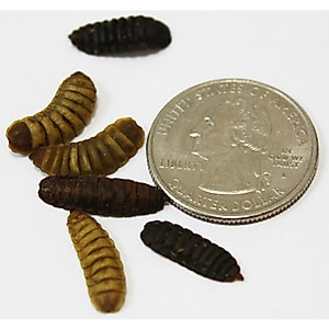 Tasty Grubs Dried Black Soldier Fly Larvae Made in USA 5lbs