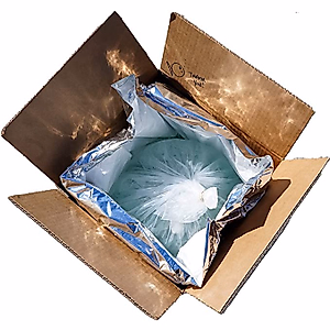 Chili Rasbora Live Fish Juveniles - Pack of 10 Fish - Live Freshwater Aquarium Chili Rasbora Fish