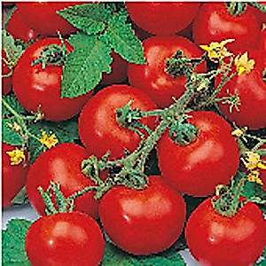 Sub-Arctic Plenty Tomato Seeds (20+ Seeds) | Non GMO | Vegetable Fruit Herb Flower Seeds for Planting | Home Garden Greenhouse Pack