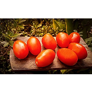 "Italian Roma" Tomato Seeds for Planting, 25+ Heirloom Seeds Per Packet, (Isla's Garden Seeds), Non GMO Seeds, Botanical Name: Solanum lycopersicum, Great Home Garden Gift