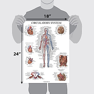 Palace Learning Circulatory System Anatomical Chart - Vascular Anatomy Poster - (18" x 24")