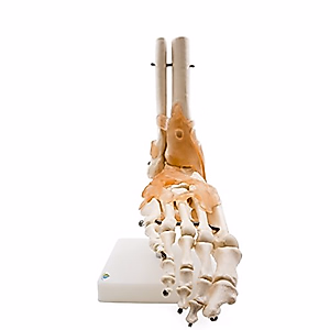 Foot Joint Model with Ligaments,Kouber Human Anatomical Model,Life Size,Height 11"