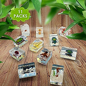11 Pcs Insects in Resin Specimen Bugs Collection Paperweights Real Bugs in Resin Various Insect Specimen Bug Preserved in Resin Bugs Collection for Kids Scientific Educational Supplies Bugs Display