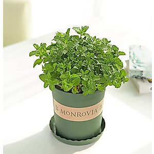 300+ Mint Seeds for Planting Heirloom Non-GMO Herb Variety for Culinary and Tea Drink