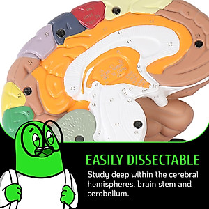 Geekidoc Human Brain Model with Laser-Engraved Numbers and Labeling | Includes Sturdy Metal Stand, Lightweight Carrying Case and Magnetic Dissections | 2x Life-size Human Brain Anatomy Model