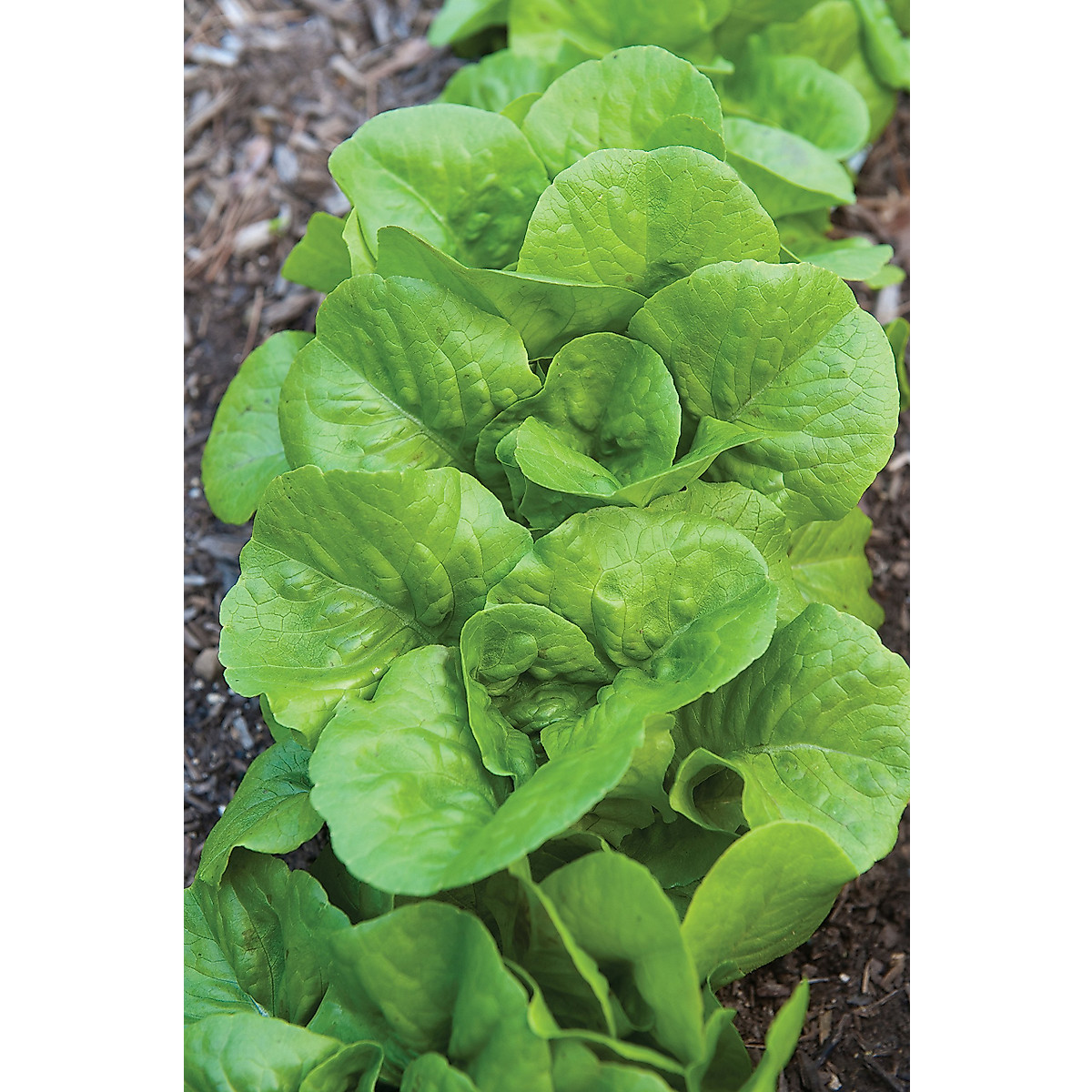 Burpee Burpee Bibb Lettuce Seeds 2500 seeds