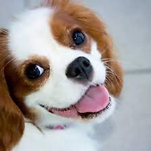 HAPPY PET VITAMINS LLC Dog Digestive Support Powder - Dog Premium PROBIOTICS - Savory Beef Flavor - Stops Diarrhea Bad Gas Bad Breath - Gut Health - Dog Bad Breath Remover - 3 Bottles (180 Treats)