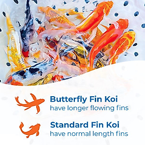 Toledo Goldfish Butterfly Fin Koi, Variety of Colors and Patterns - Perfect for Ponds or Aquariums - 3-4 Inches, 10 Count