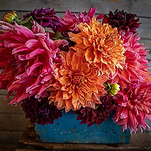 Dahlia Bulbs (Dinnerplate) - Passion Mix - 9 Bulbs - Mixed Flower Bulbs, Tuber Attracts Bees, Attracts Butterflies, Attracts Pollinators, Easy to Grow & Maintain, Fast Growing, Cut Flower Garden