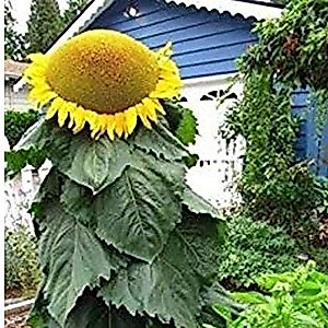 Biggest Sunflower in The World 20 Seeds to Grow Mongolian Sunflower Seeds Huge 18 Inch Flowers