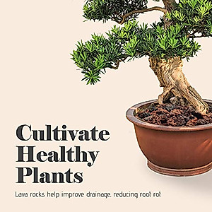 Bonsai Jack - Red/Maroon 1/4 inch Horticultural Lava Rock Soil Additive for Cacti, Succulents, & Plants - No Dyes or Chemicals - 100% Pure Volcanic Rock (2 Gallons)