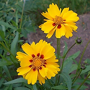 Largeflower Tickseed-Brilliant Golden Blooms Large and Very Showy (25 - Seeds)