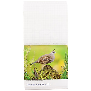 Audubon Birds Page-A-Day Calendar 2022