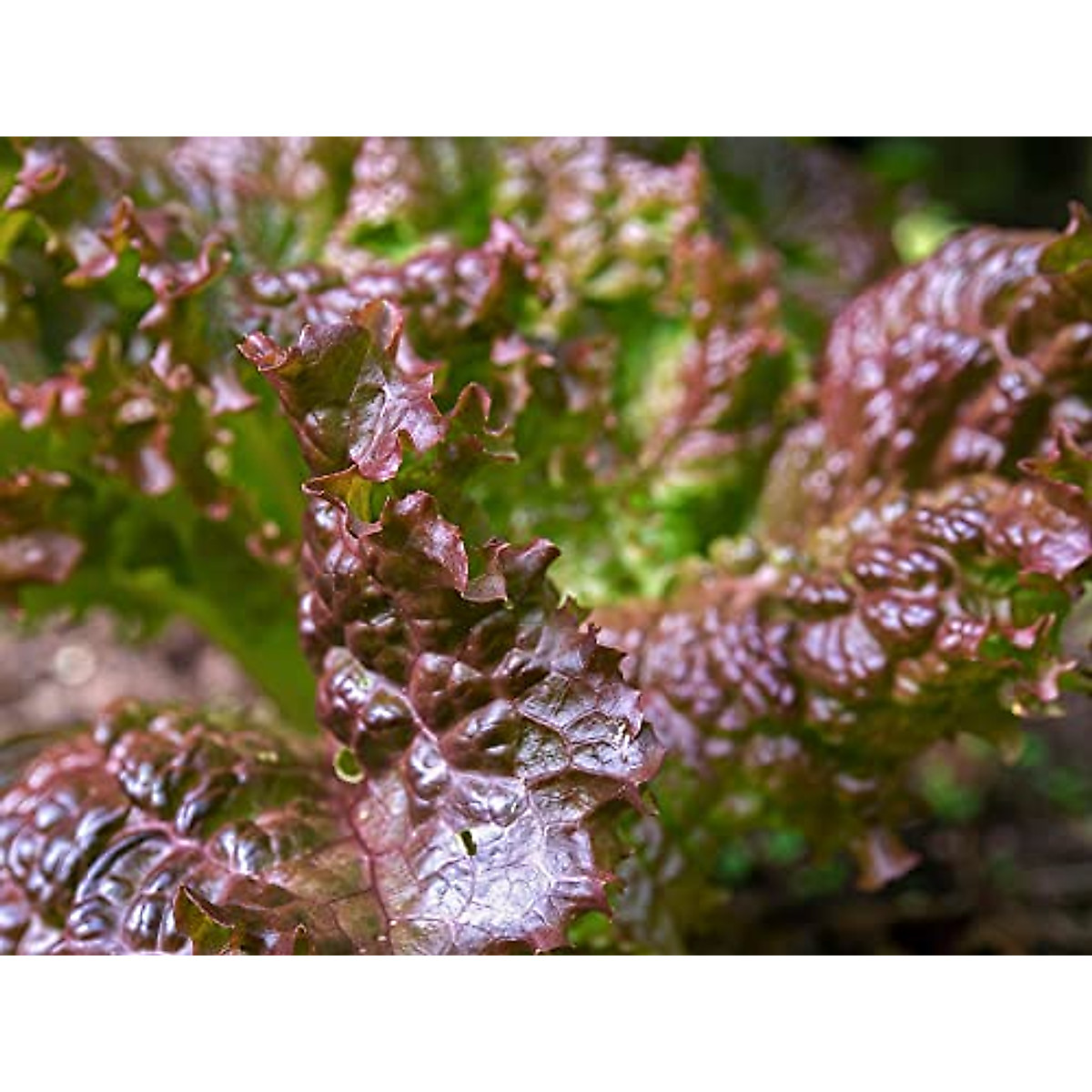 "Prizehead" Lettuce Seeds for Planting, 1000+ Heirloom Seeds Per Packet, (Isla's Garden Seeds), Non GMO Seeds, Botanical Name: Lactuca Sativa, 85% Germination Rates, Great Home Garden Gift