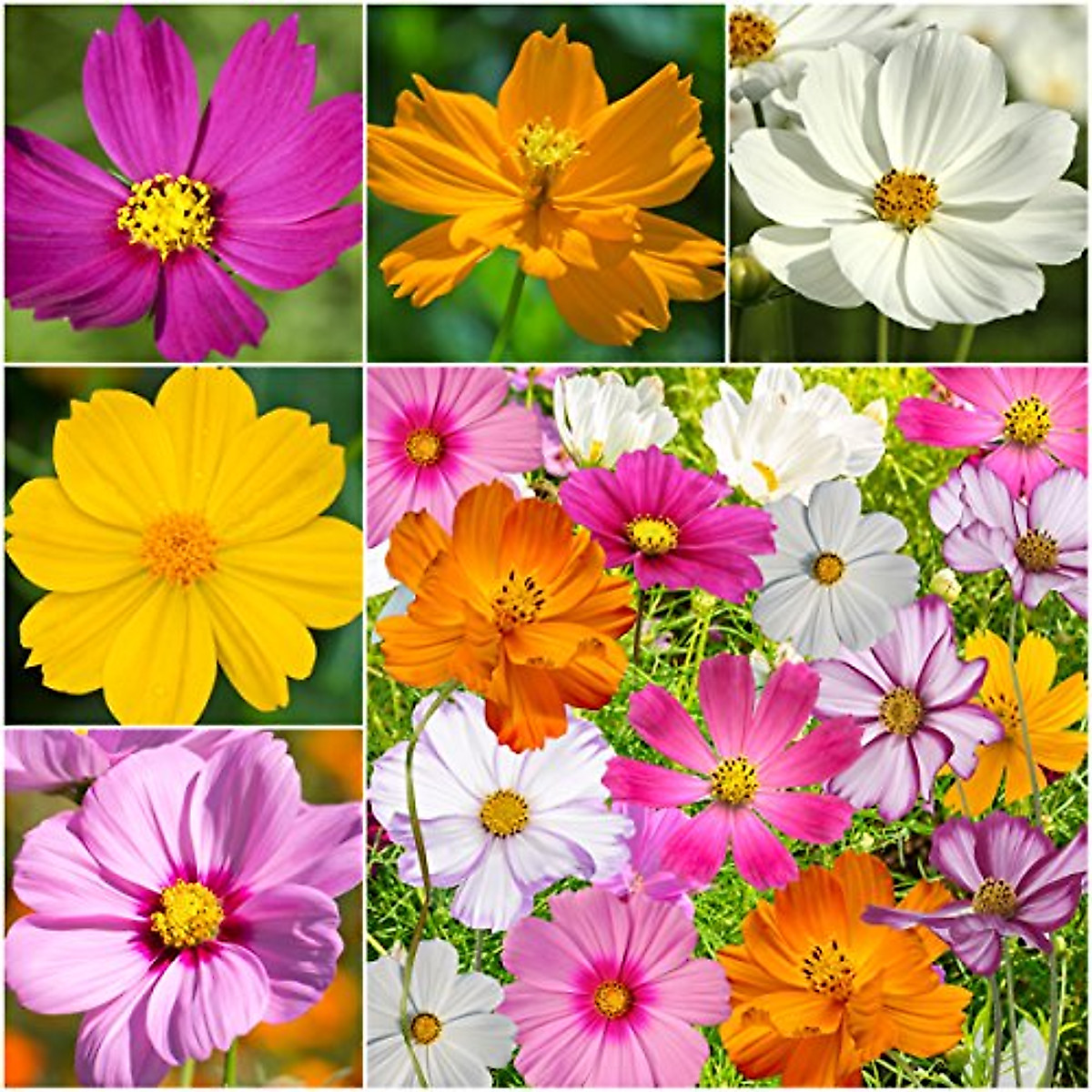 Seed Needs, Large 2.1 Ounce Package of 7,000+ Crazy Mix Cosmos Seed Mixture for Planting (Cosmos Bipinnatus Butterfly Attracting Cosmos Mixture) 10+ Varieties Open Pollinated - Bulk