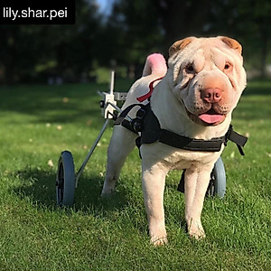 Best Friend Mobility Dog Wheelchair - Medium