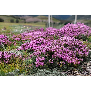 2000+ Creeping Thyme Seeds for Planting Thymus Serpyllum - Heirloom Ground Cover Plants Easy to Plant and Grow - Open Pollinated