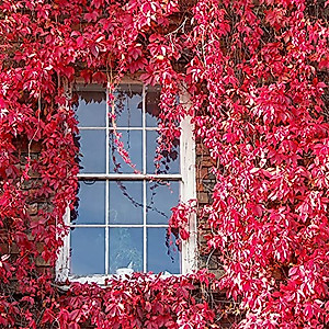 QAUZUY GARDEN Seeds- 100 Virginia Creeper Parthenocissus Quinquefolia Seeds, Fully Hardy, Fast-Growing