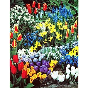 Giant Complete Spring Flower Garden | Bloom All Spring and Summer, Easy to Grow Flower Bulb, Indoor/Outdoor (50 Bulbs)