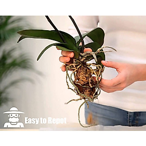 Orchid Bark for Plants Organic Pine Bark for Proper Root Development for Phalaenopsis Cattleyas Dendrobiums Oncidiums Paphiopedilums and More (1qt Medium(12-18mm))