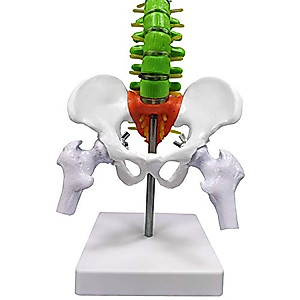 Ultrassist Miniature Human Spine Model, 15.5" Mini Color Coded Spinal Cord with Herniated Disk, Nerves, Arteries, Pelvis and Femur Stumps for Med Students and Chiropractors, Includes Stand