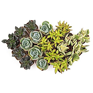Succulents Plants Live (20PK) Potted Succulent Plants Live House Plants, Cactus Plants Live Plants Indoor Plants Live Houseplants, Indoor Plant Succulents Live Plant House Plant by Plants for Pets