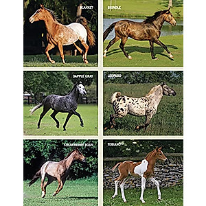 The Original Horse Bible, 2nd Edition: The Definitive Source for All Things Horse (CompanionHouse Books) 210 Breed Profiles, Training Tips, Riding Insights, Competitive Activities, Grooming and Health