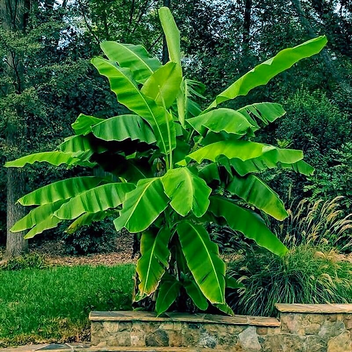 10 Seeds "Dwarf" Cavendish Banana Tree Seeds | Musa acuminata Hardy Tropical Fruit Plant