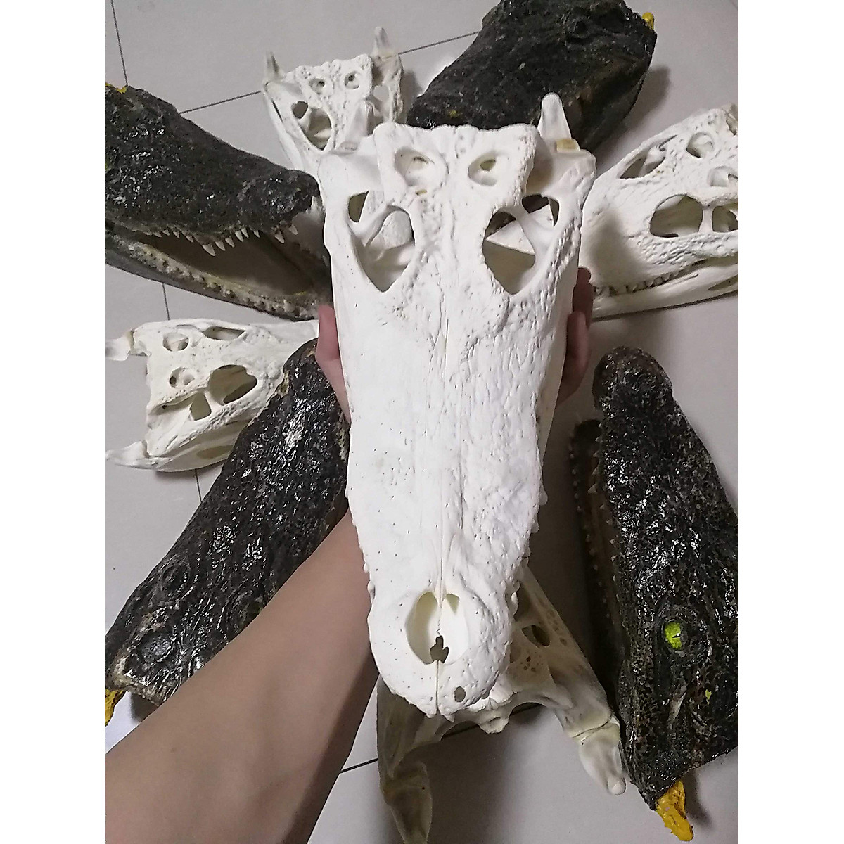 Farming method, real crocodile skull specimen, Feng Shui ornaments, real crocodile, home improvement, office furniture, office decoration