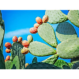 Prickly Pear Cactus Plant, Spineless Prickly Pear Cactus Rooted for Growing, 4 Inc to 7 Inc Long, Succulents Plants Live