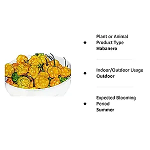 30+ Yellow Scotch Bonnet Jamaican Hot Pepper Seeds Heirloom Non-GMO Spicy, from USA