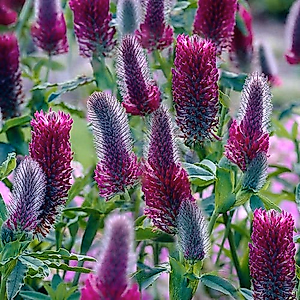 CHUXAY GARDEN 20 Seeds Trifolium Rubens'Red Feather' Seed,Ruddy Clover Ornamental Herb Plant Attract Butterflies and Bees Showy Display