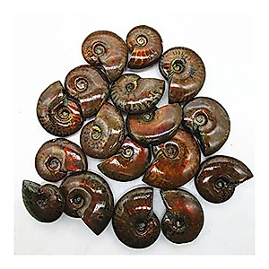 douzu Healing Crystal Madagascar Natural Iridescent Ammonite Ammolite Facet Specimen Mineral Stone Conch Paleontological Snail Fossil Collectibles (Size : 40-50mm)