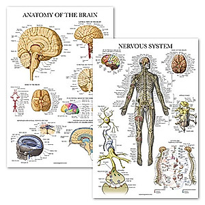 Palace Learning 2 Pack - Nervous System & Brain Anatomy Posters - Set of 2 Anatomical Charts - Laminated 18" x 24"