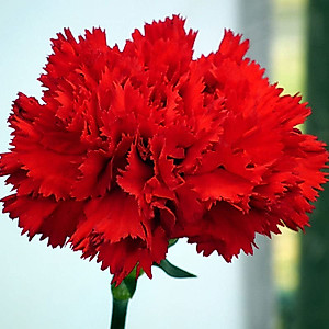 Carnation Seeds - Etincellant - Packet - Red Flower Seeds, Heirloom Seed Attracts Bees, Attracts Butterflies, Attracts Pollinators, Edible, Fragrant, Container Garden