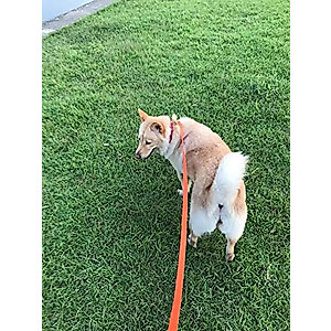 AmaGood Dog/Puppy Obedience Recall Training Agility Lead-15 ft 20 ft 30 ft 50 ft Long Leash-for Dog Training,Play,Safety,Camping (15 feet, Blue)
