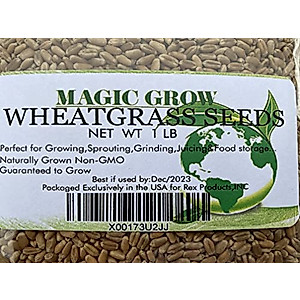 Wheat Grass Seed 1lb - Guaranteed to Grow