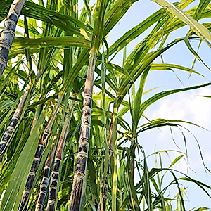 Kyocera Ceramic 4.5" Utility Knife w/ Sugarcane Sourced Material Handle, Black,White