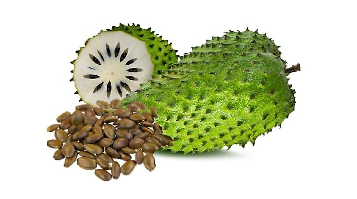 Exotic Soursop Seeds - Grow Graviola at Home