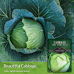 Survival Garden Seeds - Early Round Dutch Cabbage Seed for Planting - Packet with Instructions to Plant and Grow Green Cabbages in Your Home Vegetable Garden - Non-GMO Heirloom Variety